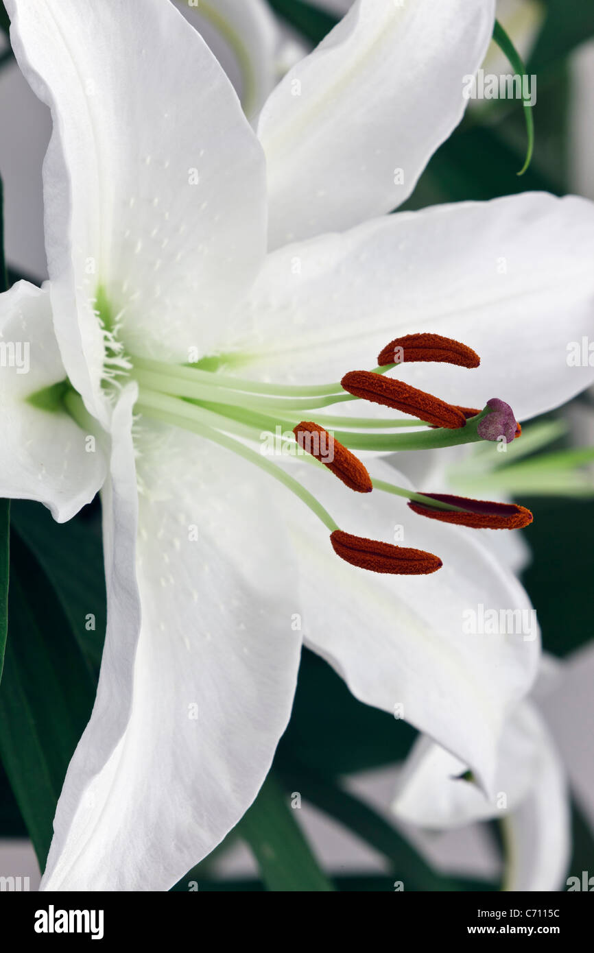 Close up of a white lily Stock Photo - Alamy