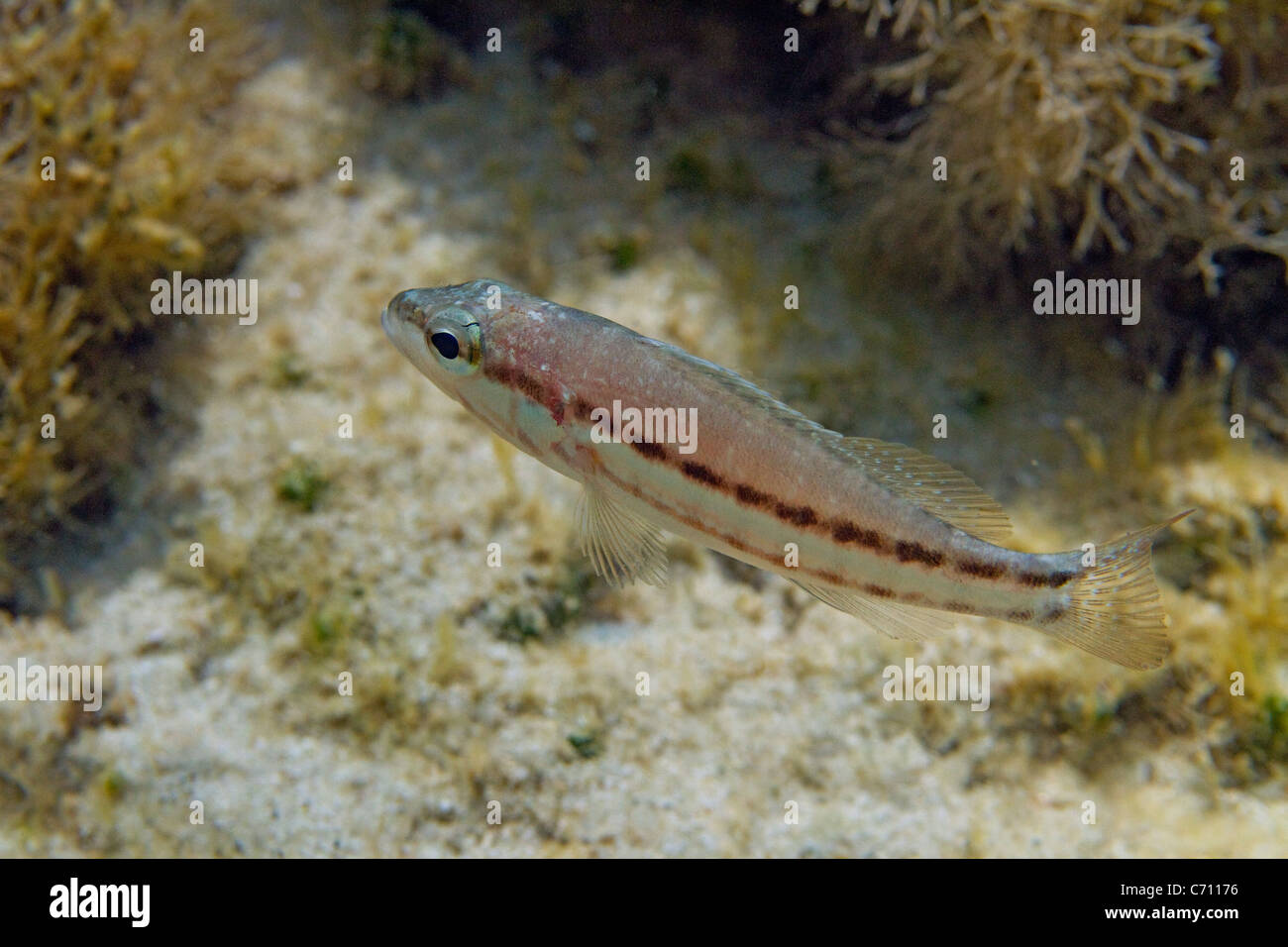 Cabrilla hi-res stock photography and images - Alamy