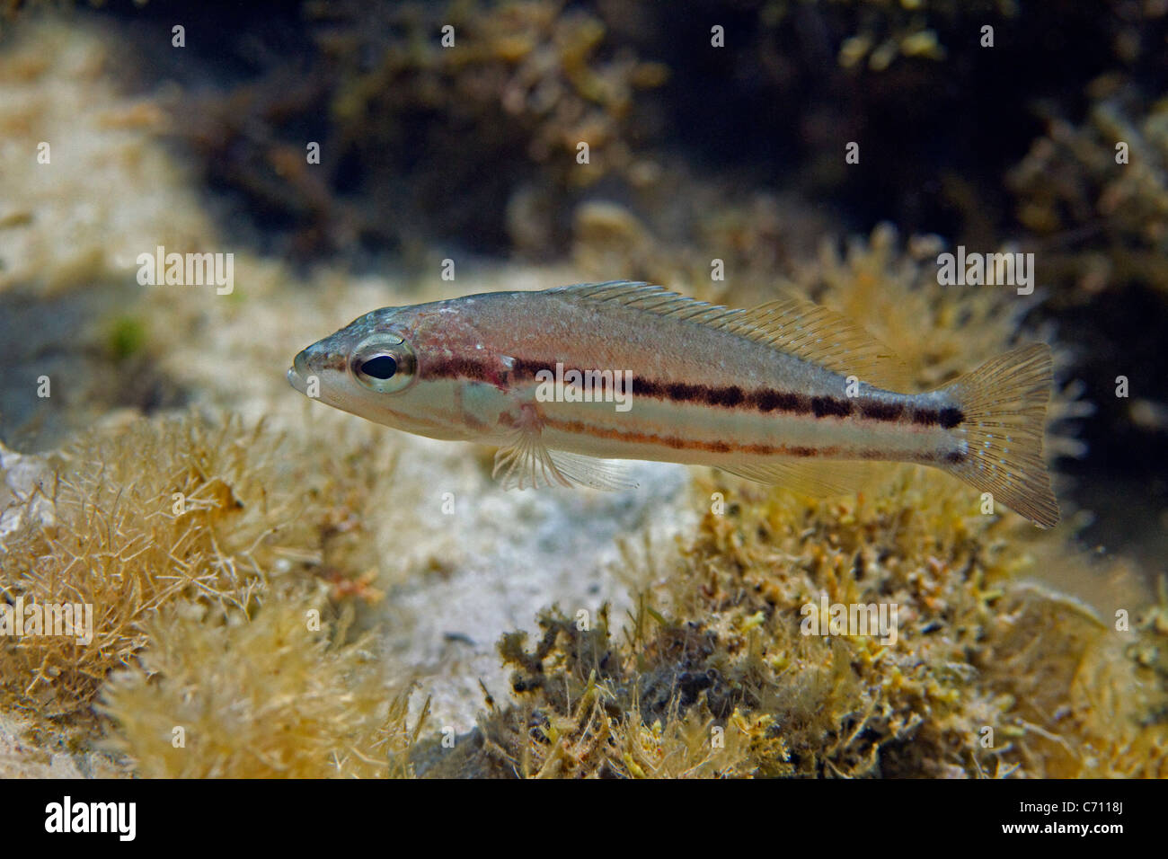 comber serranus cabrilla Stock Photo - Alamy