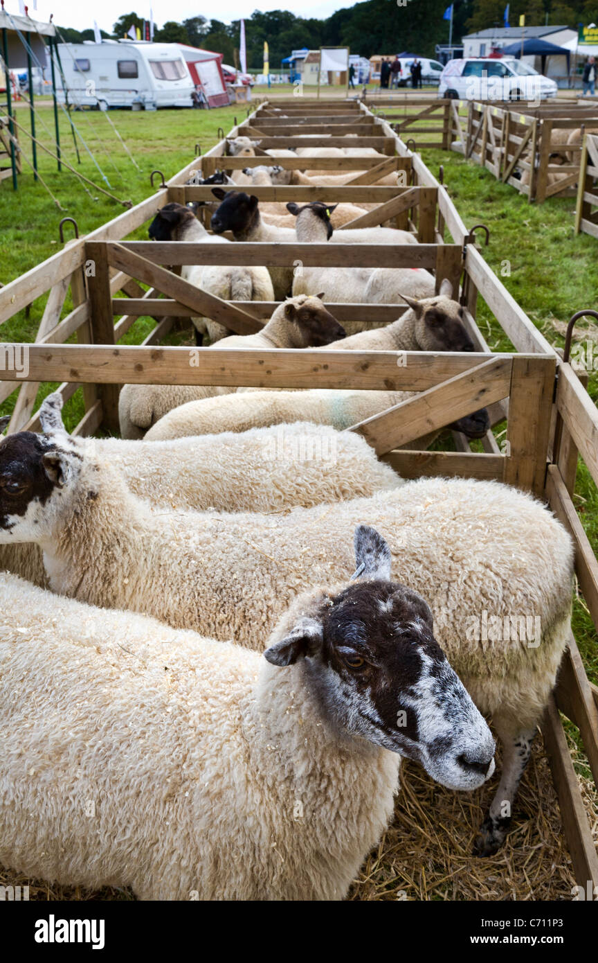 Sheepcote hi-res stock photography and images - Alamy
