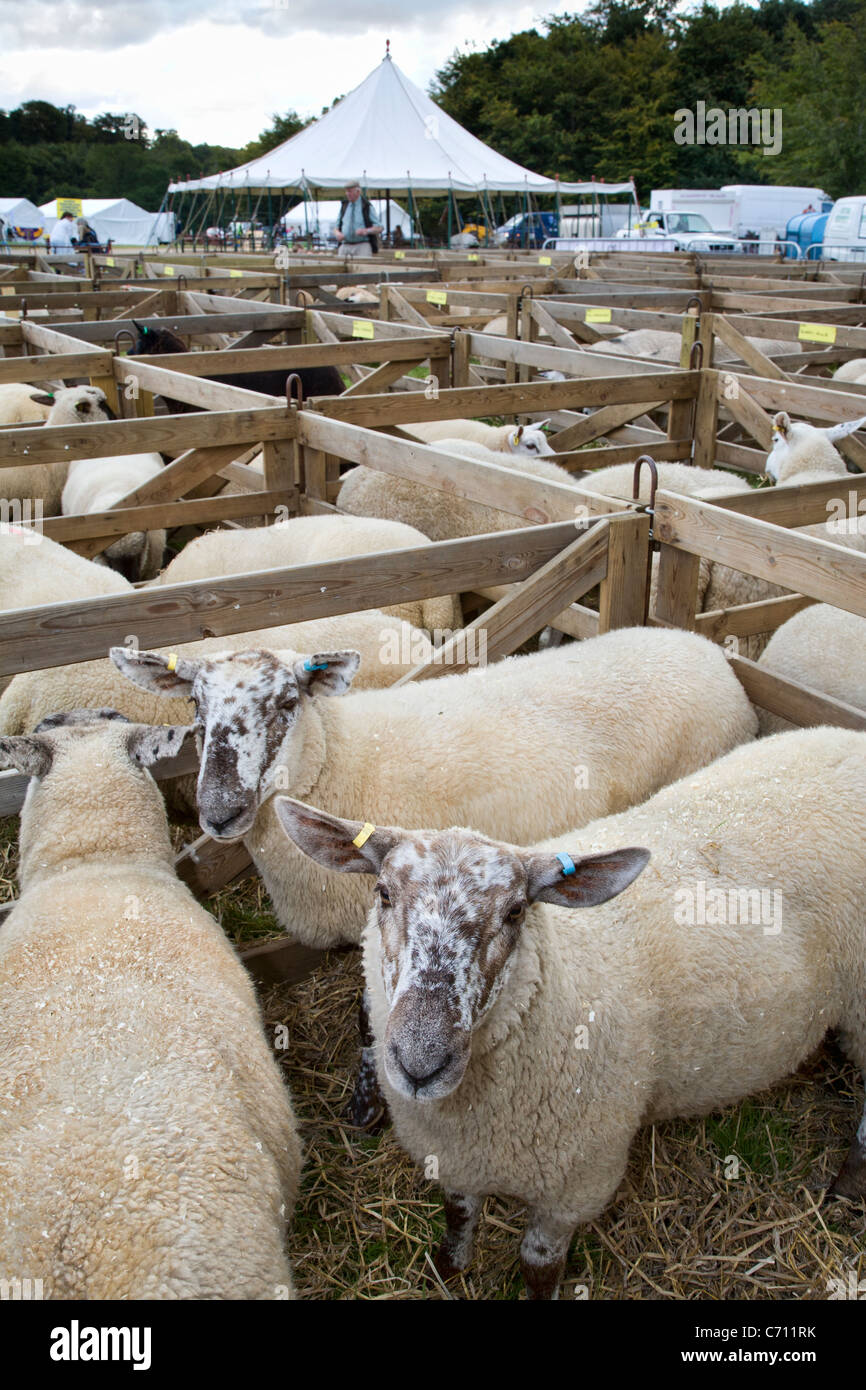 Sheepcote hi-res stock photography and images - Alamy