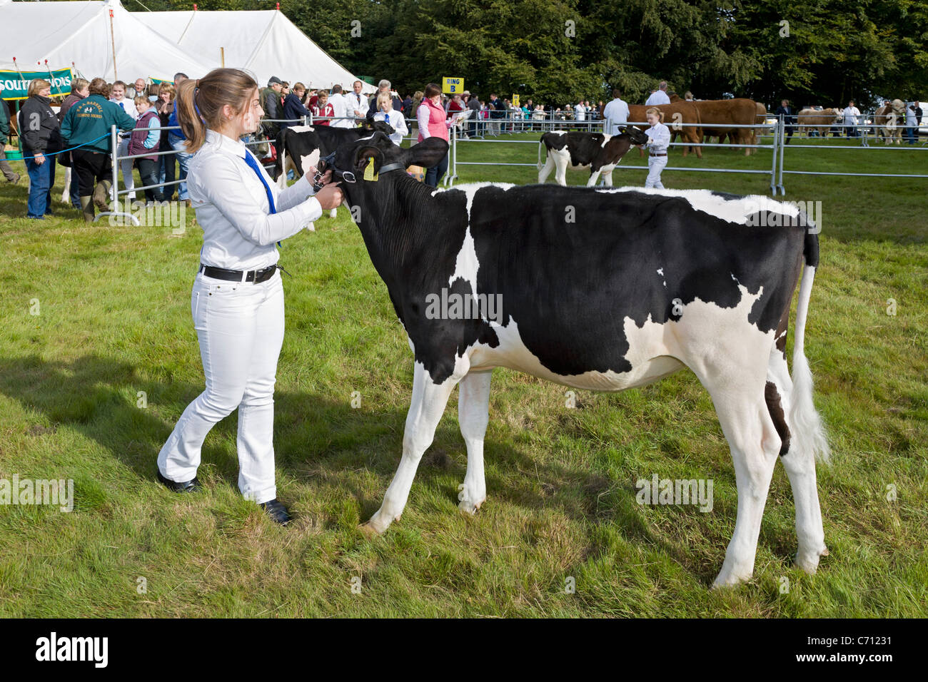 Entrants in the Best of Breeds for cattle in the parade ring at the ...