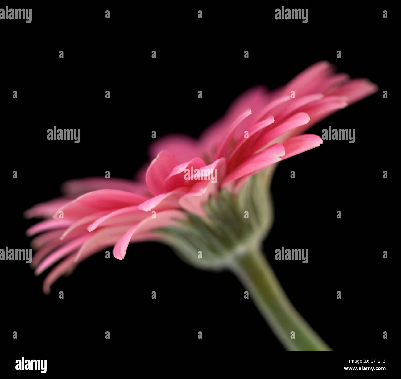 Gerbera, Pink flower subject, Black background Stock Photo - Alamy