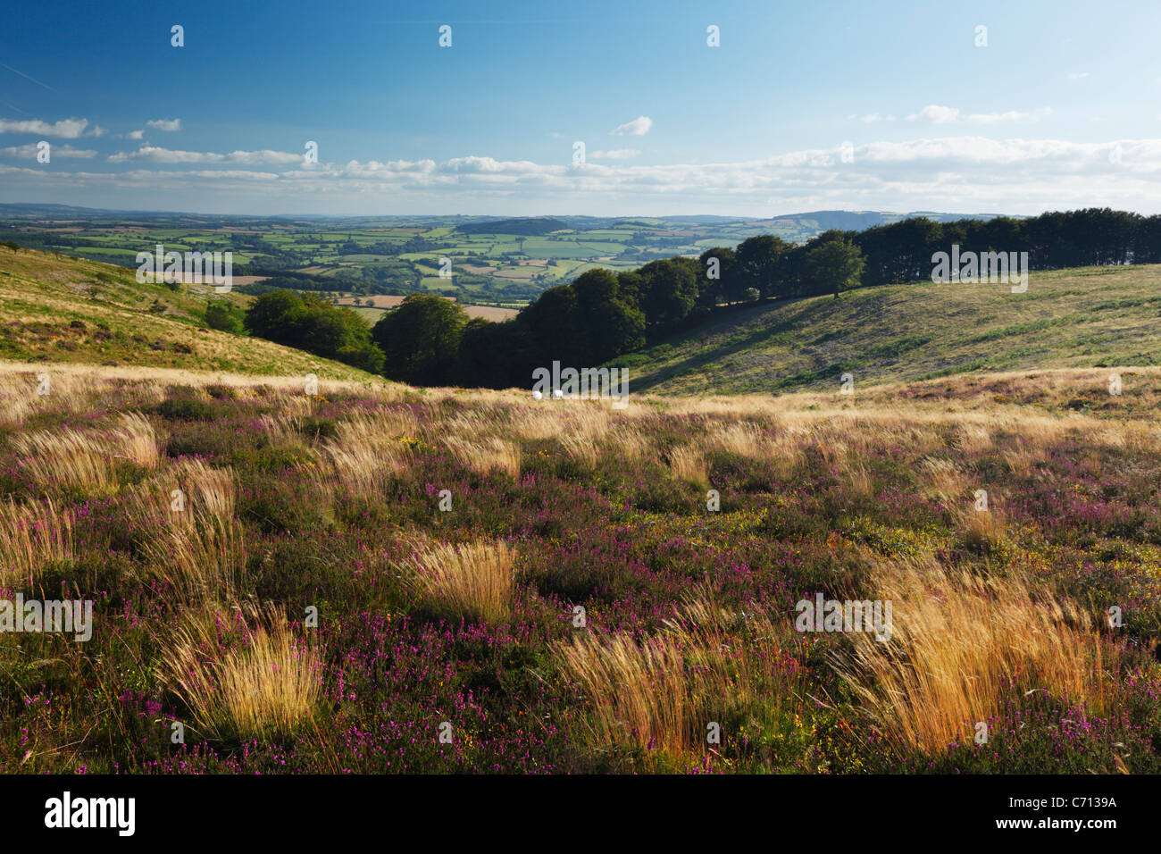 View down Paradise Combe from Thorncombe Hill. The Quantock Hills ...
