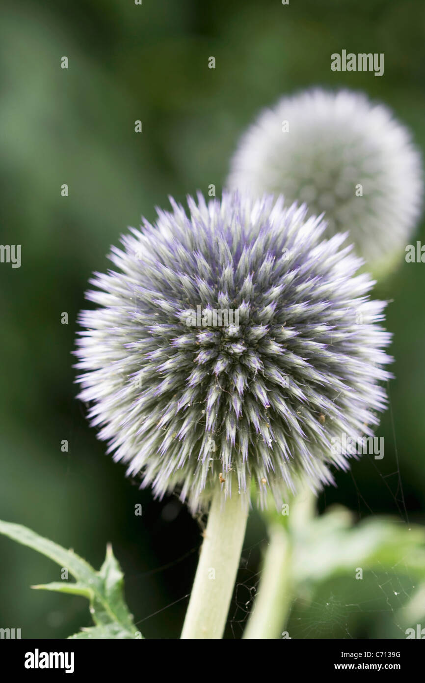 Echinops, Globe thistle, Purple blue flower subject Stock Photo - Alamy