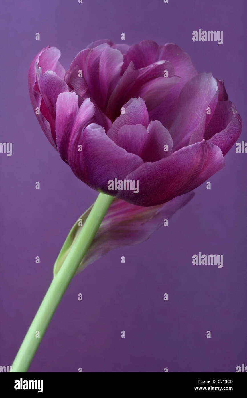 Single flower stem hi-res stock photography and images - Alamy