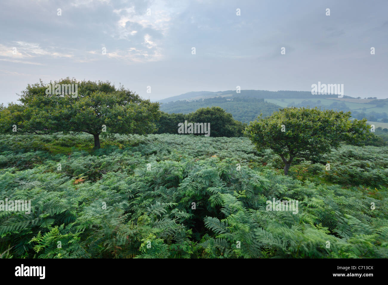 View from Cothelstone Hill. The Quantock Hills. Somerset. England. UK ...