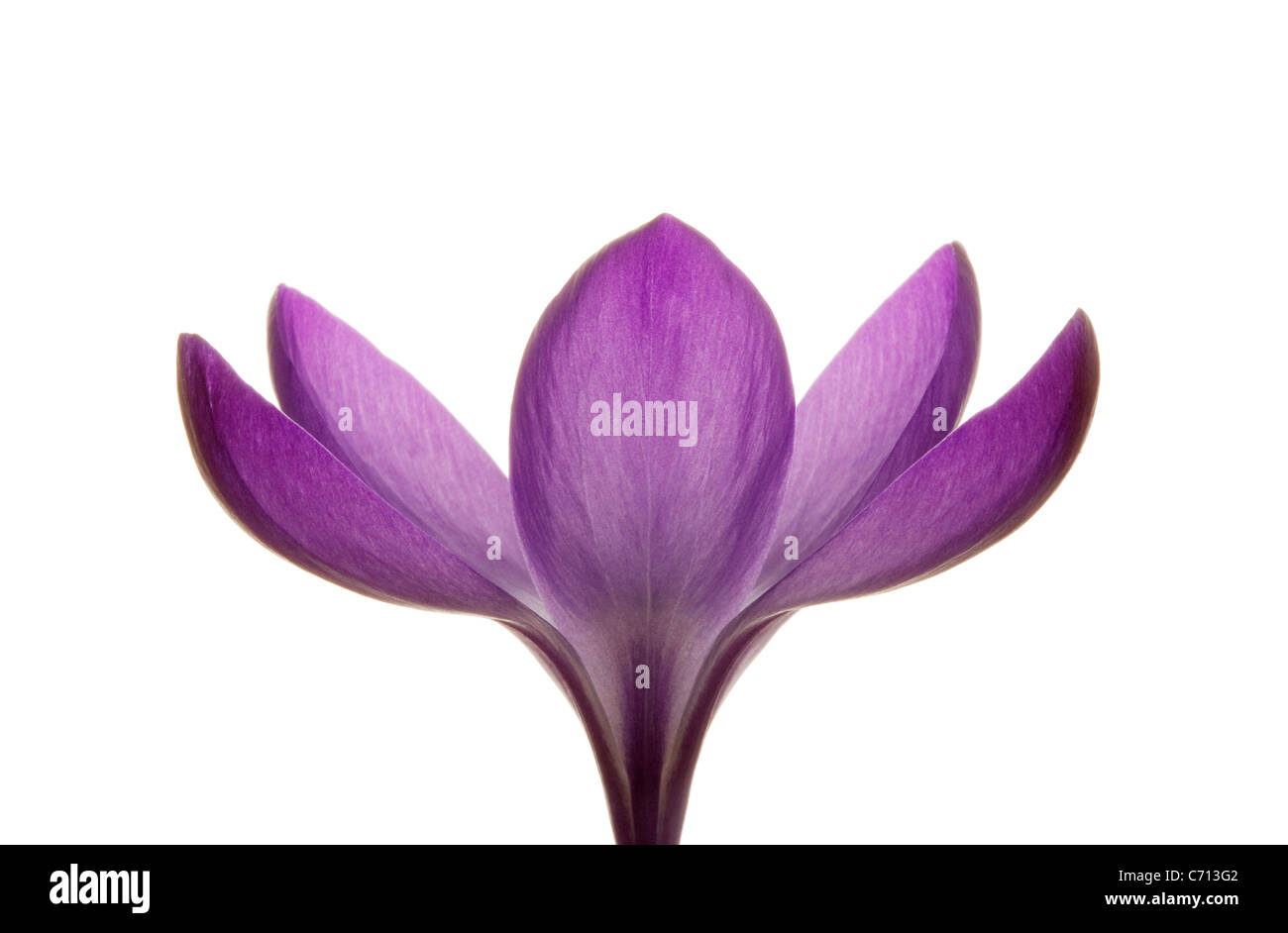 Crocus vernus, Crocus, Purple flower subject, White background Stock ...