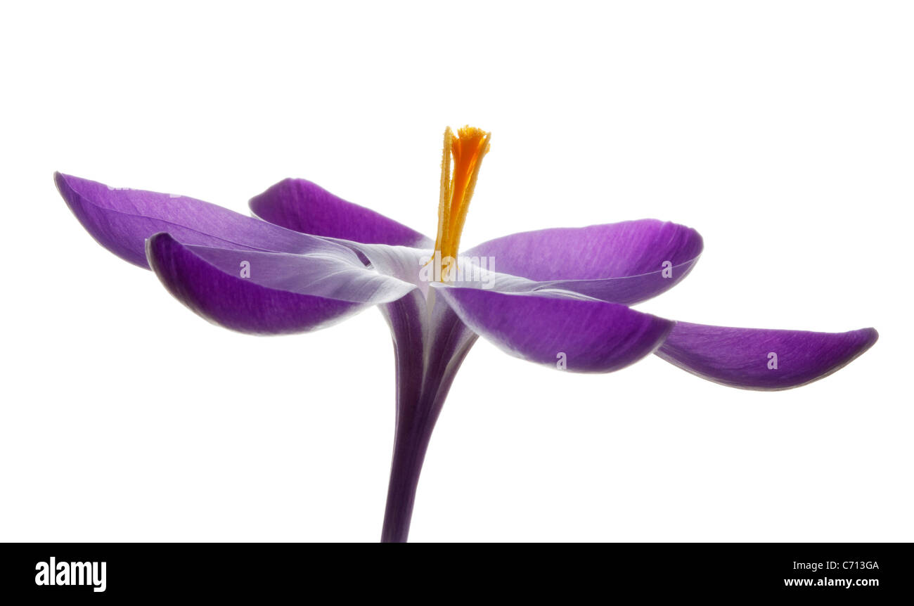 Singular species Cut Out Stock Images & Pictures - Alamy