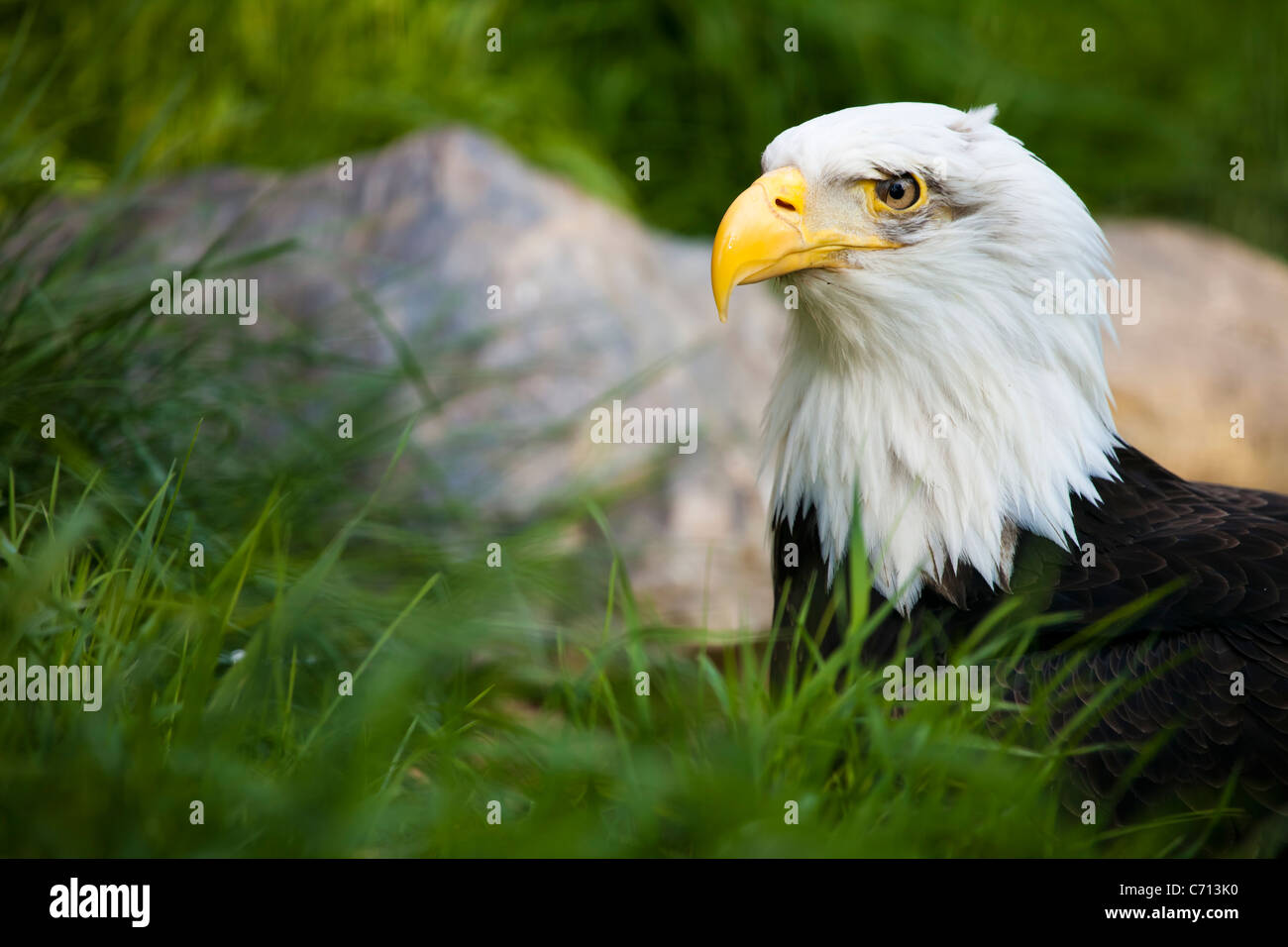 The Bald Eagle w intent look and natural background Stock Photo - Alamy