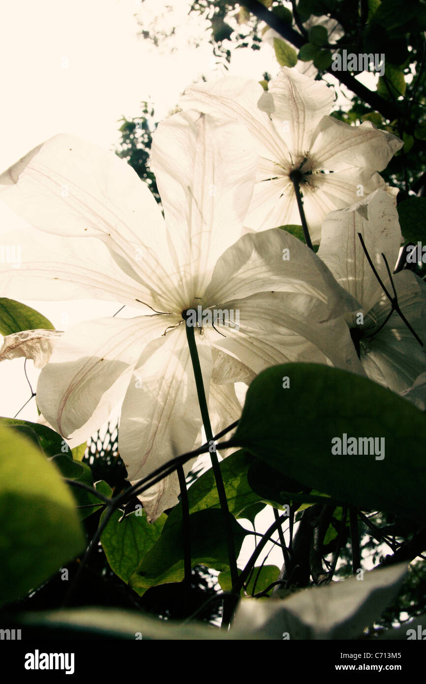 Rear flowers hi-res stock photography and images - Alamy