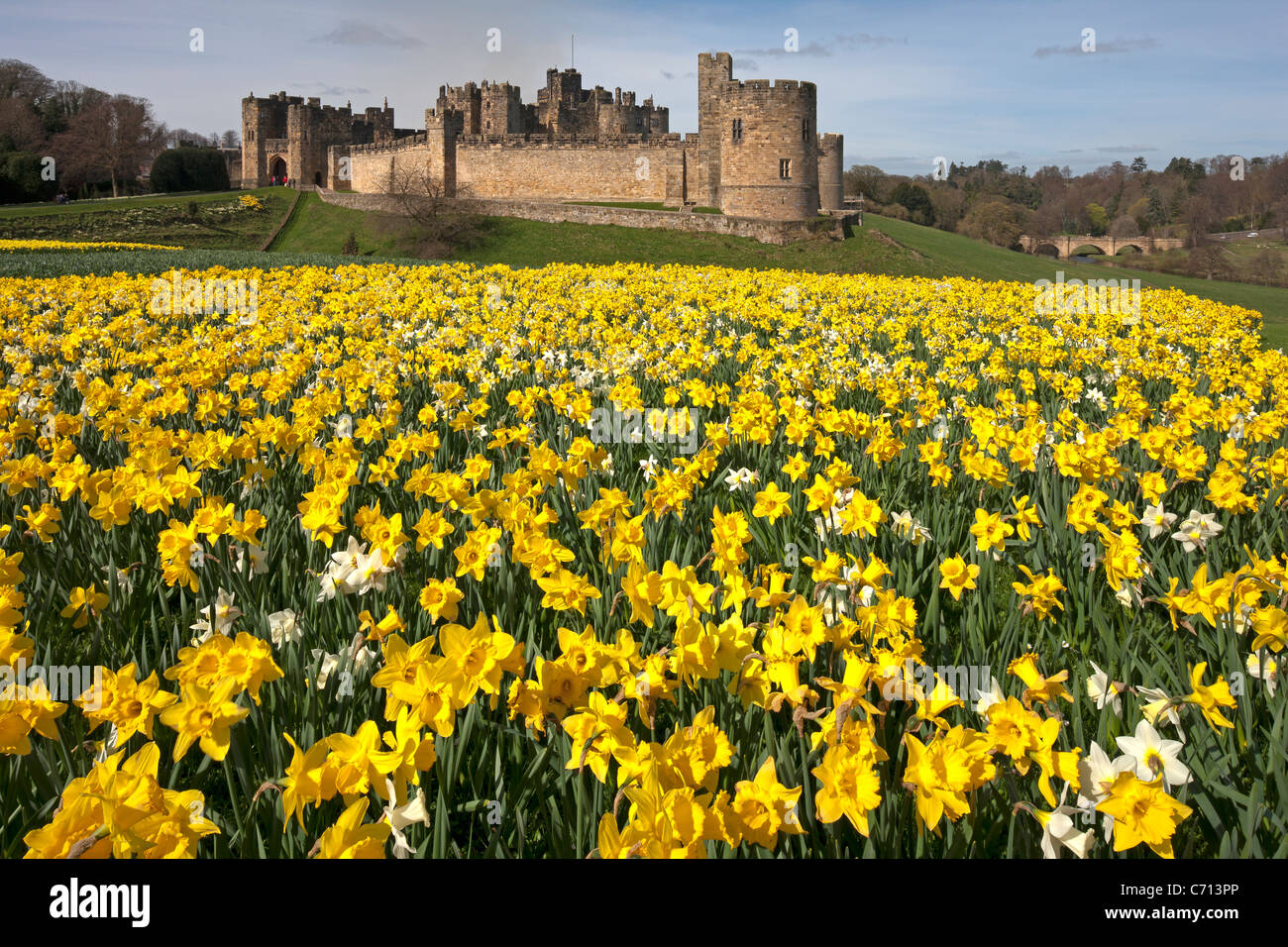 Alnwick Castle, Northumberland, in Spring with daffodils Stock Photo ...