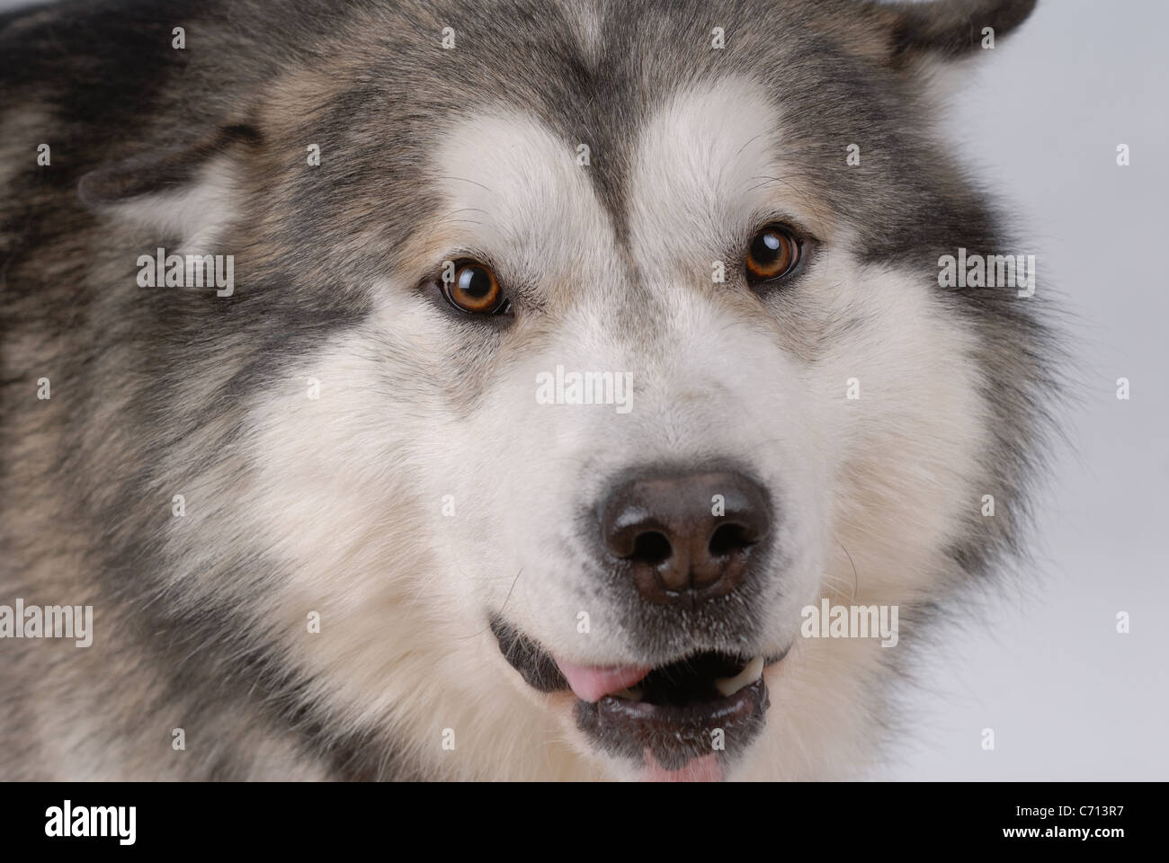 Portrait of Alaskan Malamute on gray Stock Photo - Alamy