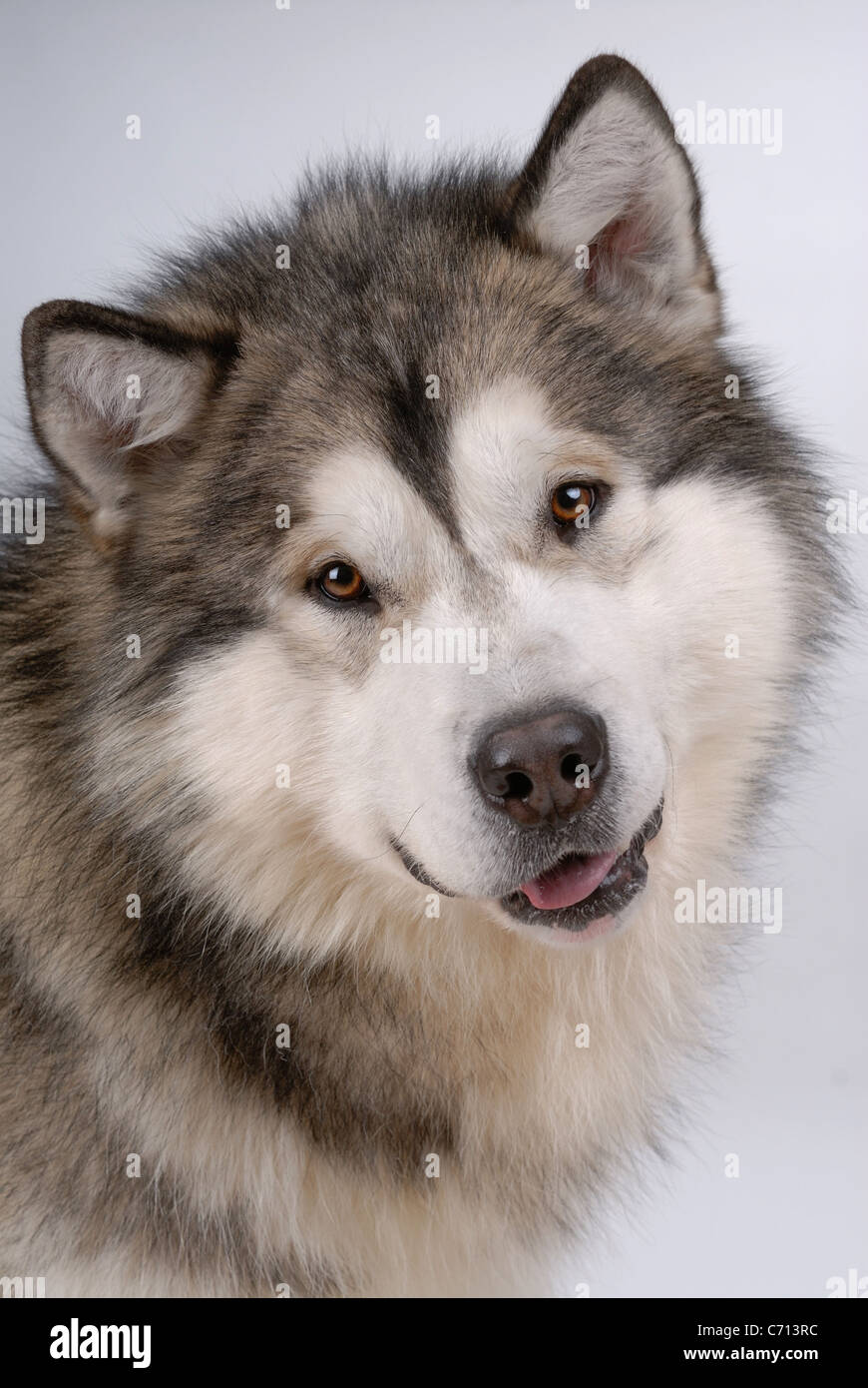 Male malamute hi-res stock photography and images - Alamy