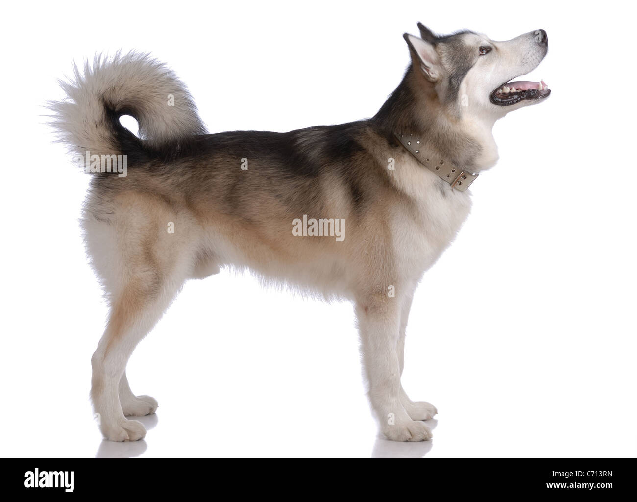 Male malamute hi-res stock photography and images - Alamy
