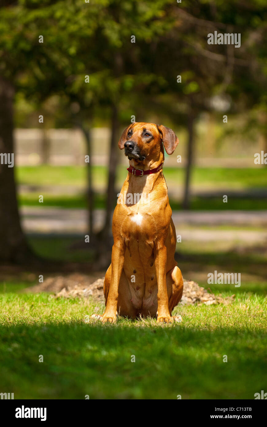 Portrait of Rhodesian Ridgeback on park's grass Stock Photo - Alamy