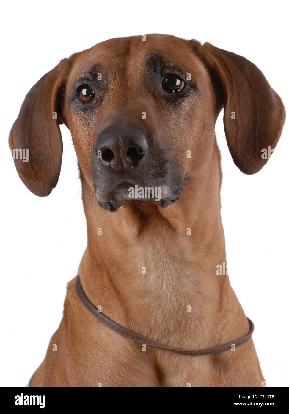 Portrait of Rhodesian Ridgeback isolated on white Stock Photo - Alamy