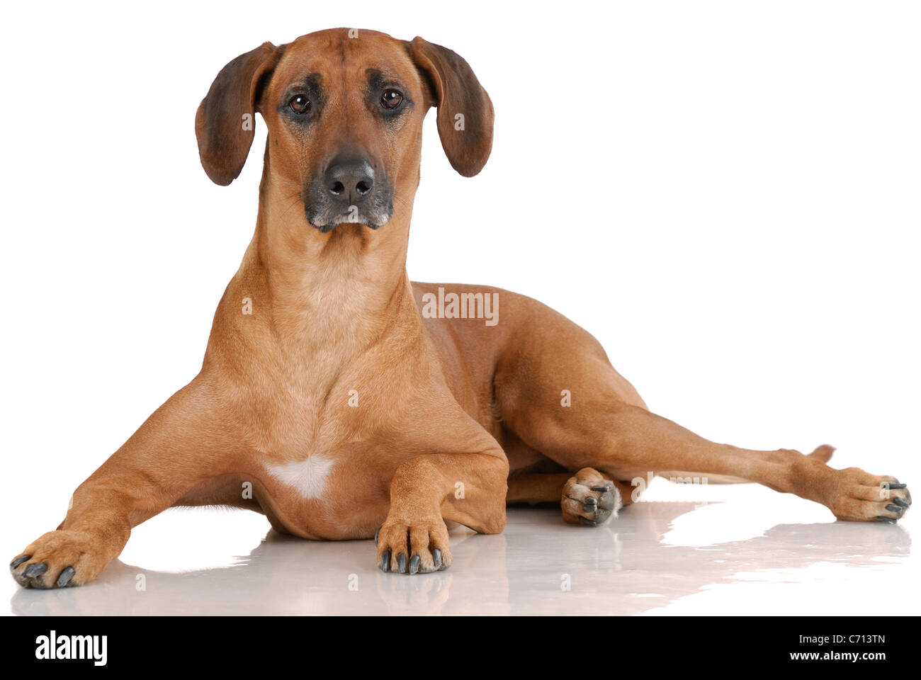 Laying Rhodesian Ridgeback isolated on white Stock Photo - Alamy