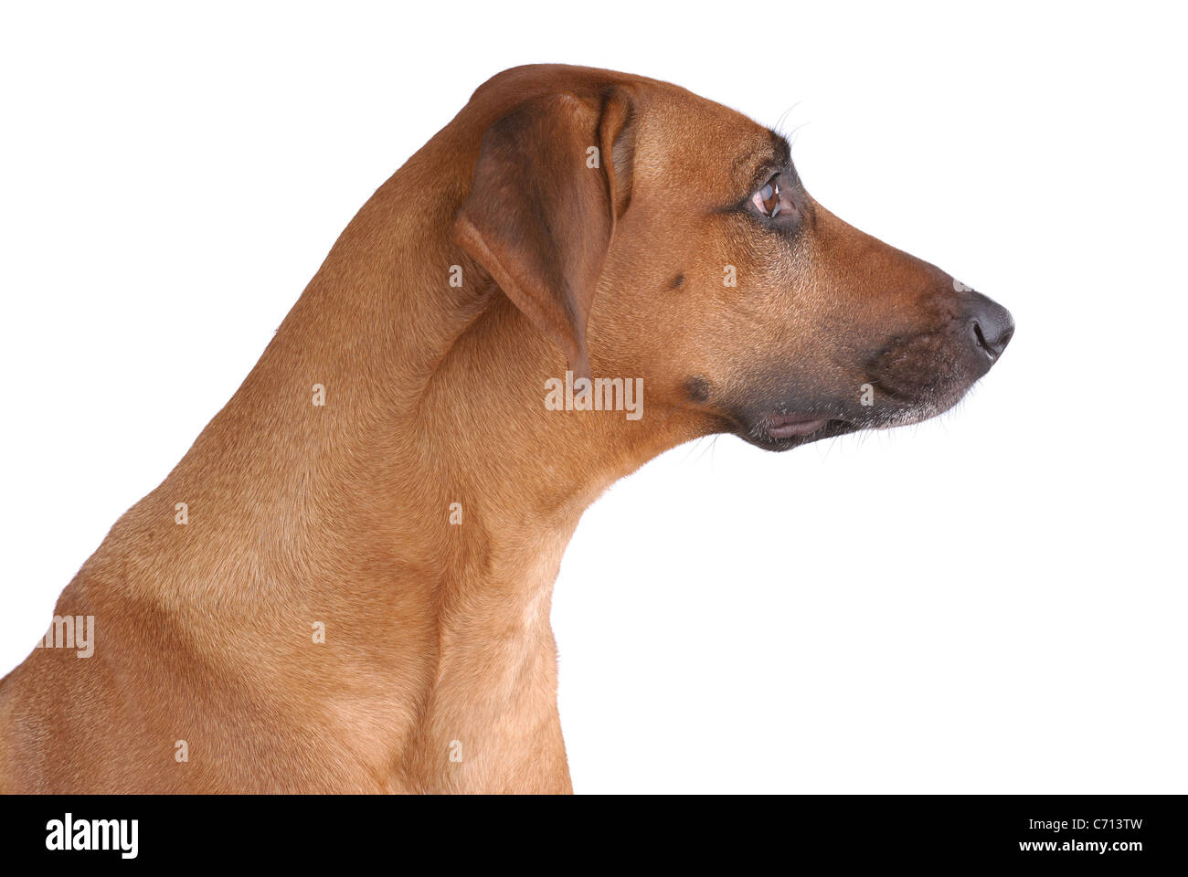 Portrait of Rhodesian Ridgeback isolated on white Stock Photo - Alamy