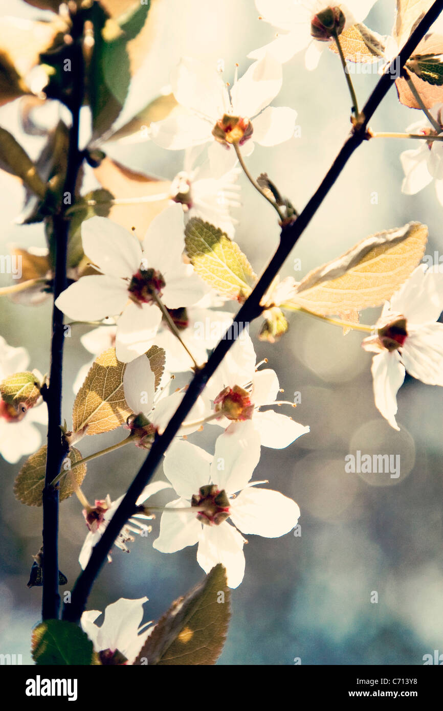Prunus, Cherry, White flower blossom on tree branch subject Stock Photo ...