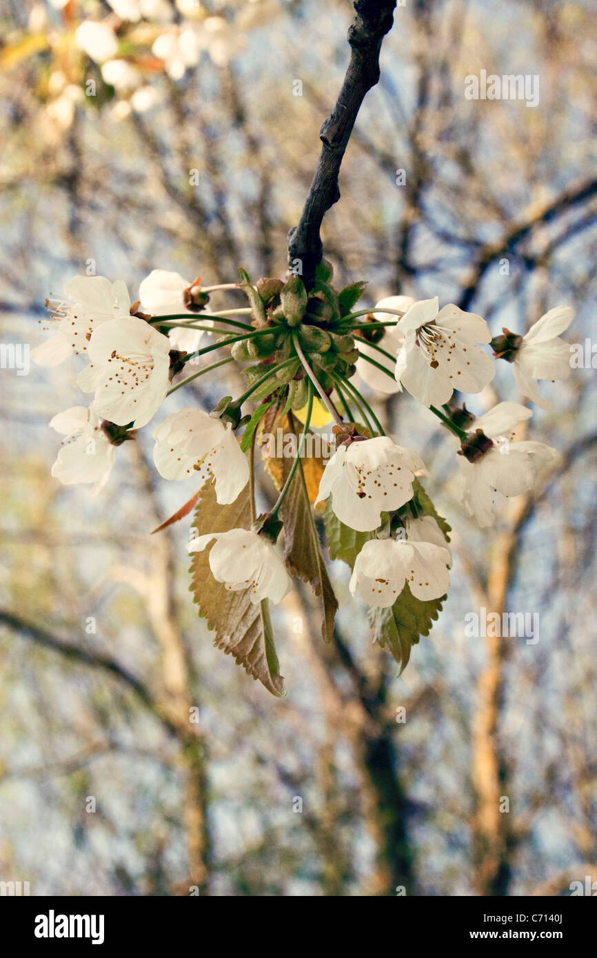 Prunus, Cherry, White flower blossom on branch of tree subject Stock ...