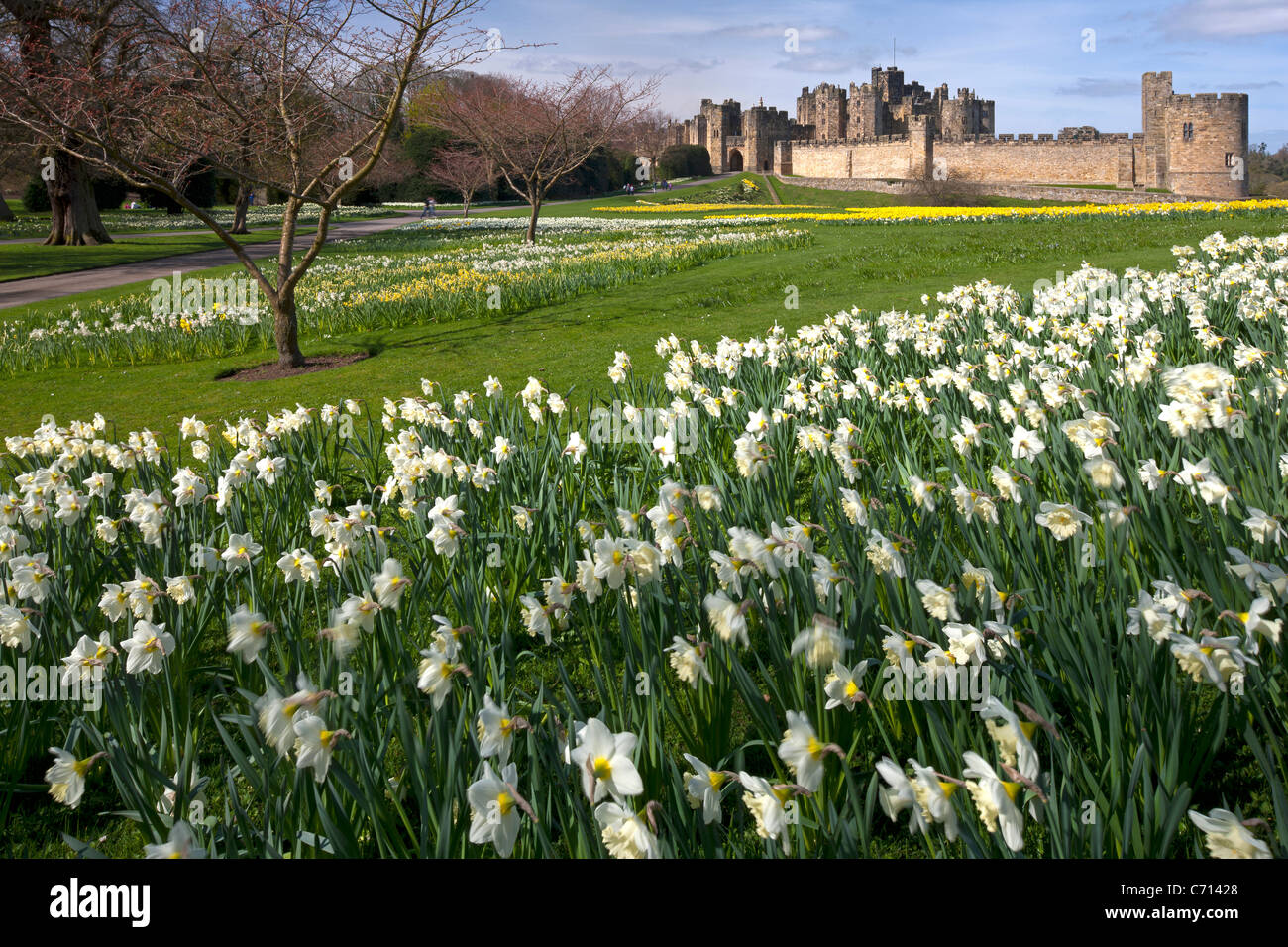 Alnwick Castle, Northumberland, in Spring with daffodils Stock Photo ...
