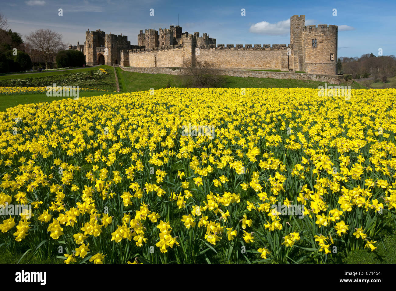 Alnwick Castle, Northumberland, in Spring with daffodils Stock Photo ...