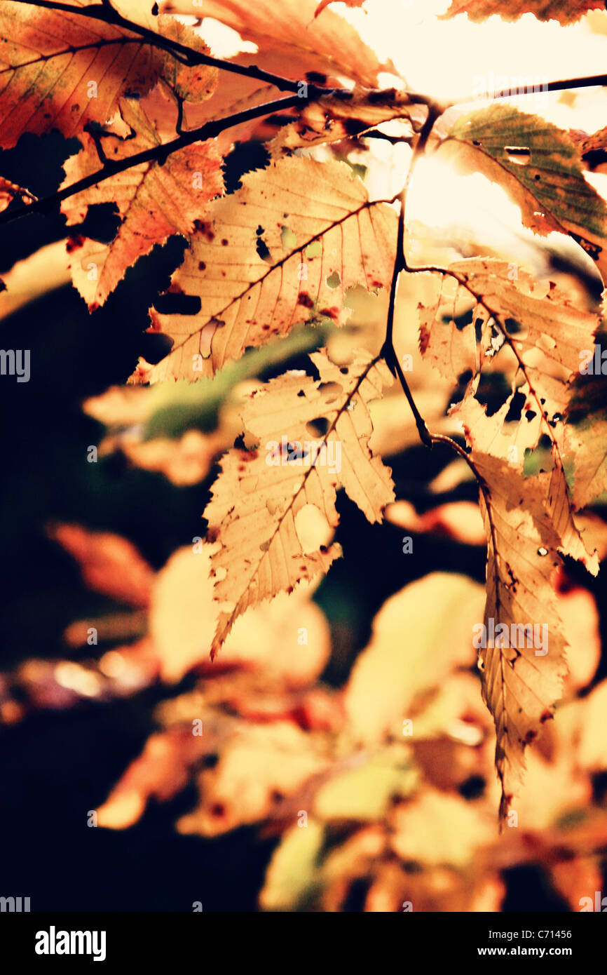 Few leaves on tree sunny hi-res stock photography and images - Alamy