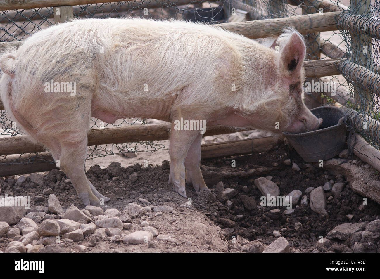 FARMYARD ANIMAL PIG EATING TROUGHING SPAIN Stock Photo - Alamy