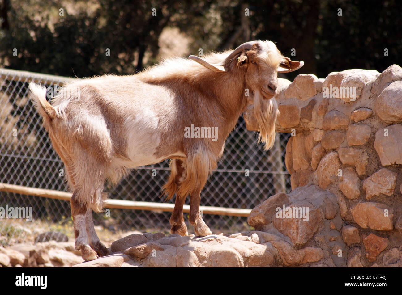 Bearded Goat High Resolution Stock Photography and Images - Alamy