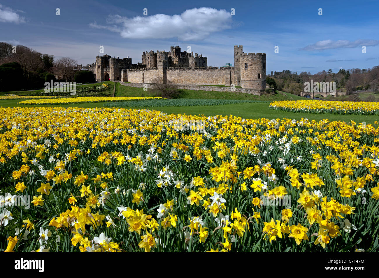 Alnwick Castle, Northumberland, in Spring with daffodils Stock Photo ...