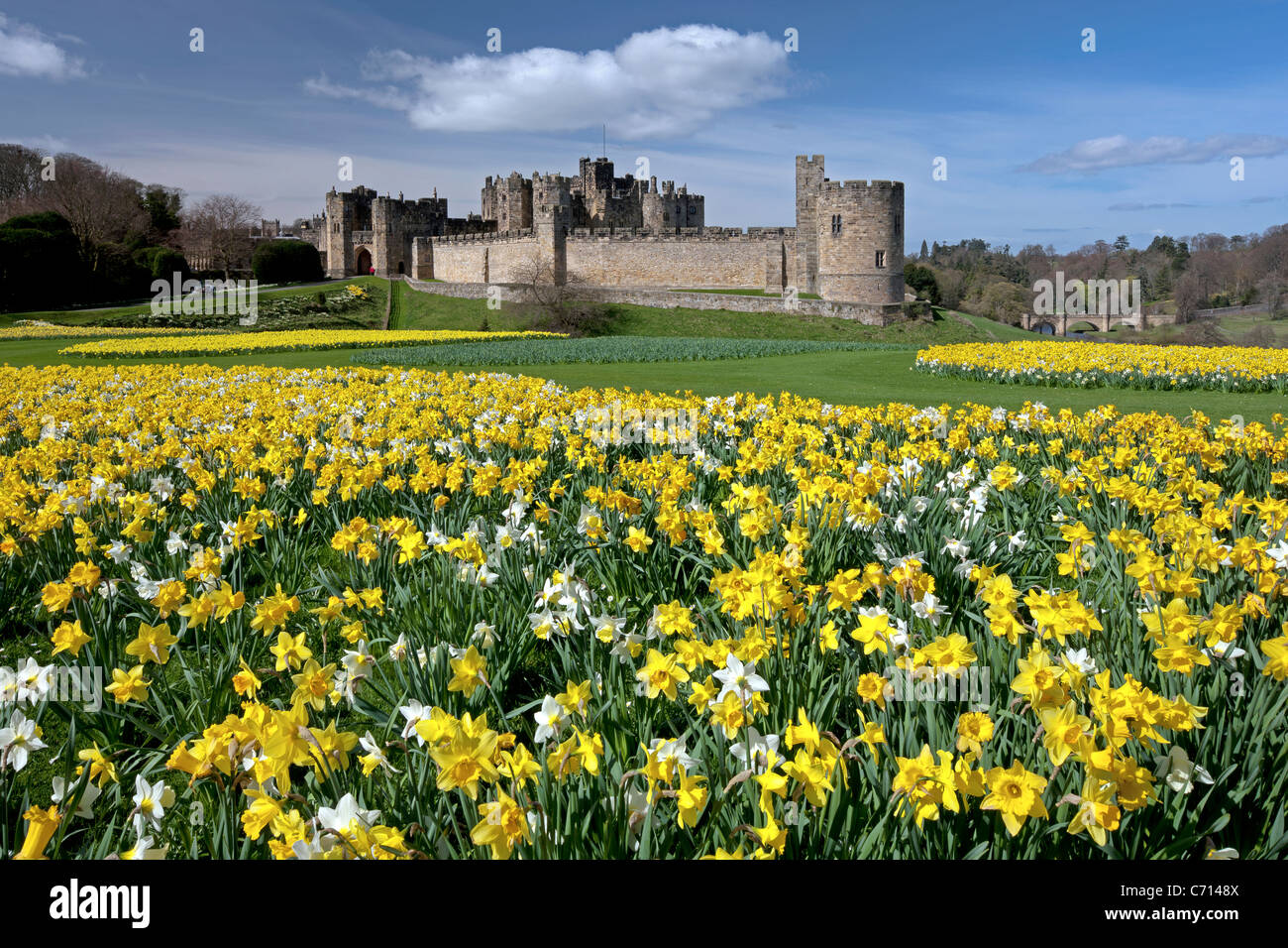 Alnwick Castle, Northumberland, in Spring with daffodils Stock Photo ...