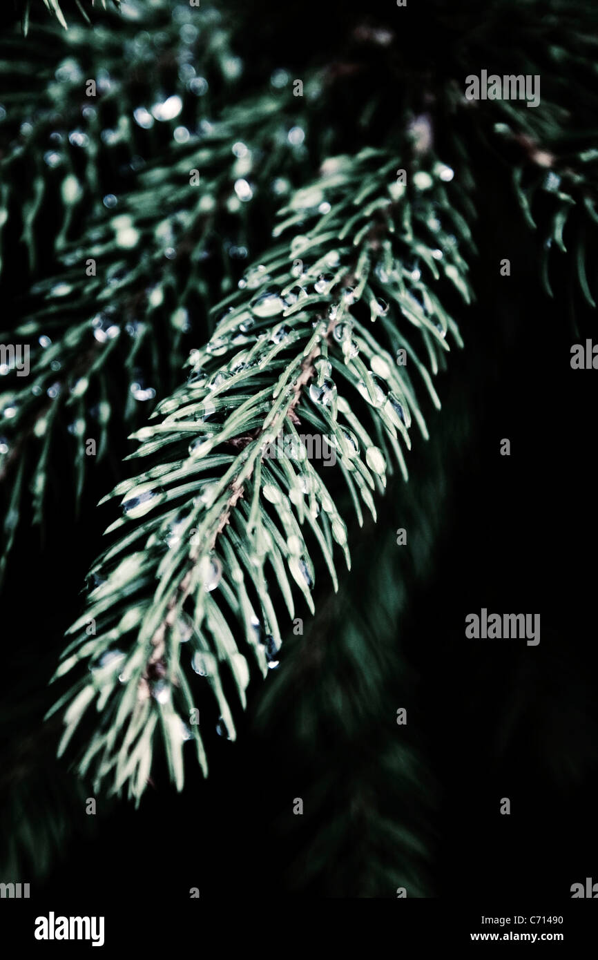 Pinus, Abies, Picea, Pine, Fir, Spruce, Green subject Stock Photo - Alamy