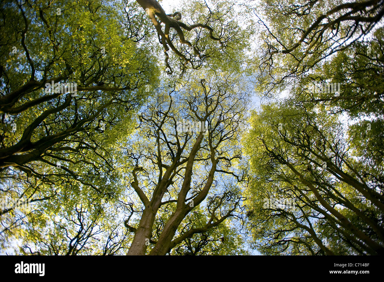 Ballycarry copse and rookery Stock Photo - Alamy