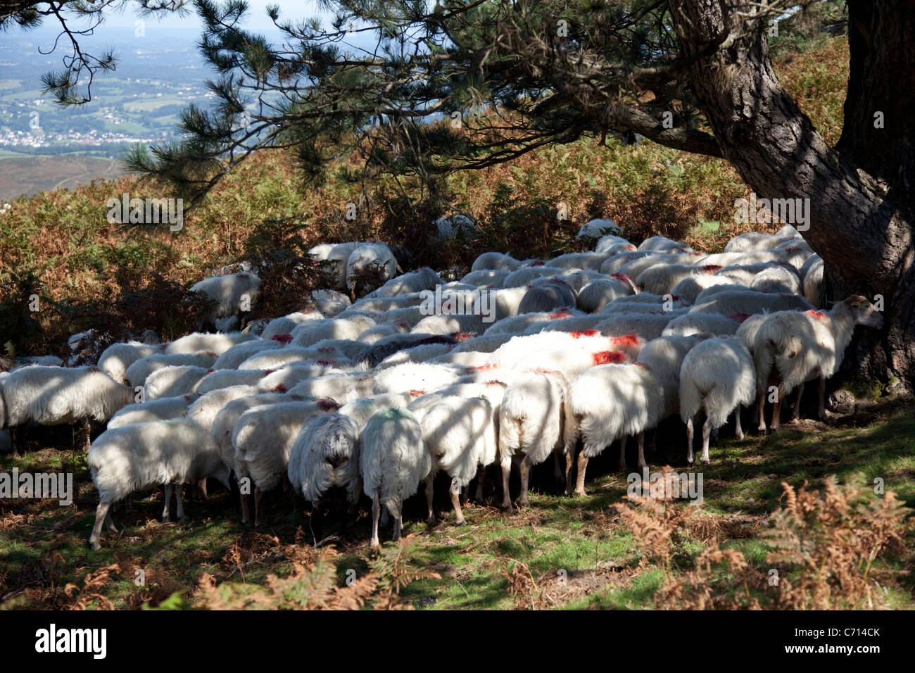 Toison de montagne hi-res stock photography and images - Alamy