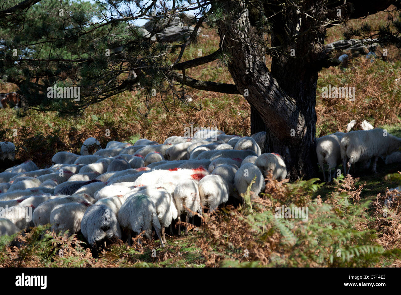 Des arbres hi-res stock photography and images - Alamy