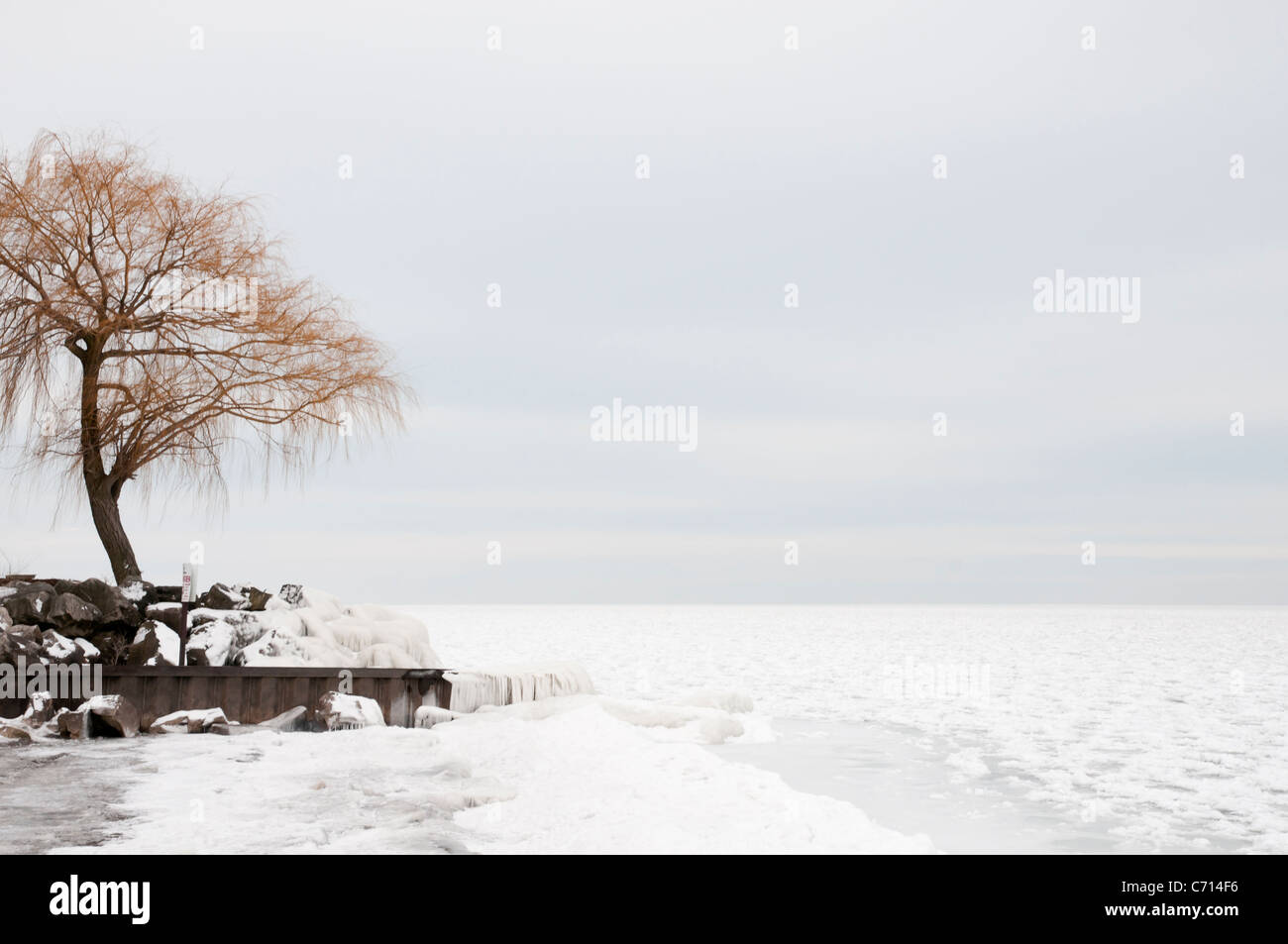 Barren tree on the shores of Lake Erie, Ontario Stock Photo - Alamy