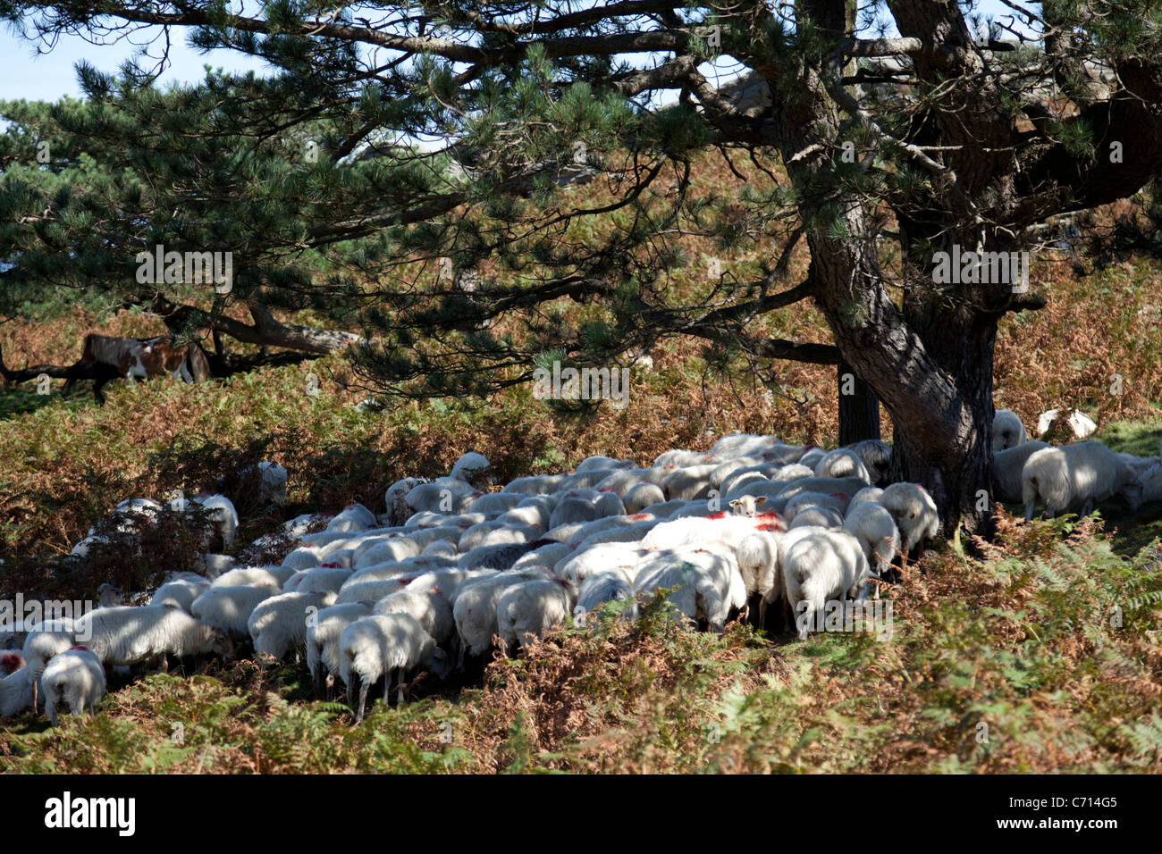 Sheep protecting themselves from the sun under the shade of trees ...