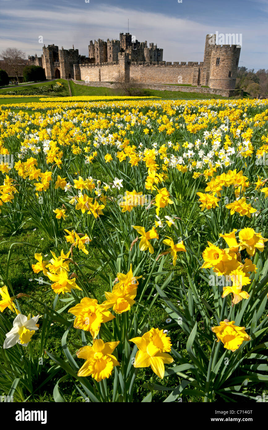 Alnwick Castle, Northumberland, in Spring with daffodils Stock Photo ...