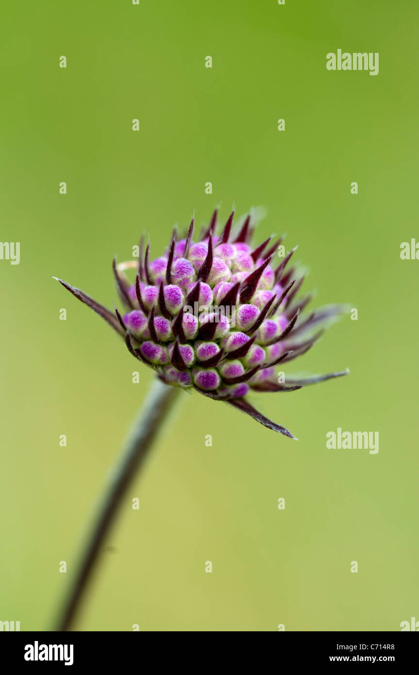 Devil's bit scabious (succisa pratensis Stock Photo - Alamy