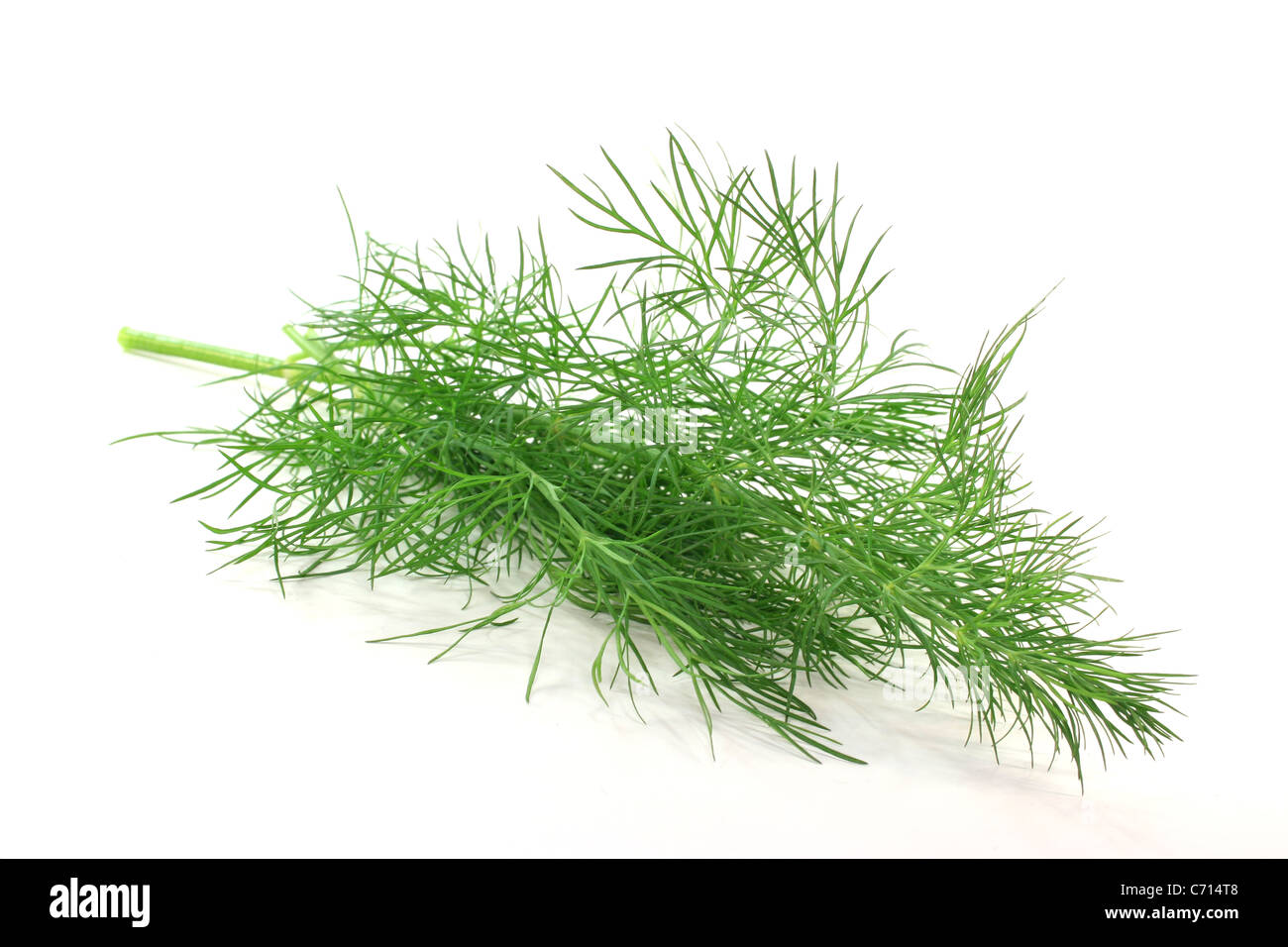 a sprig of fresh dill on a white background Stock Photo - Alamy