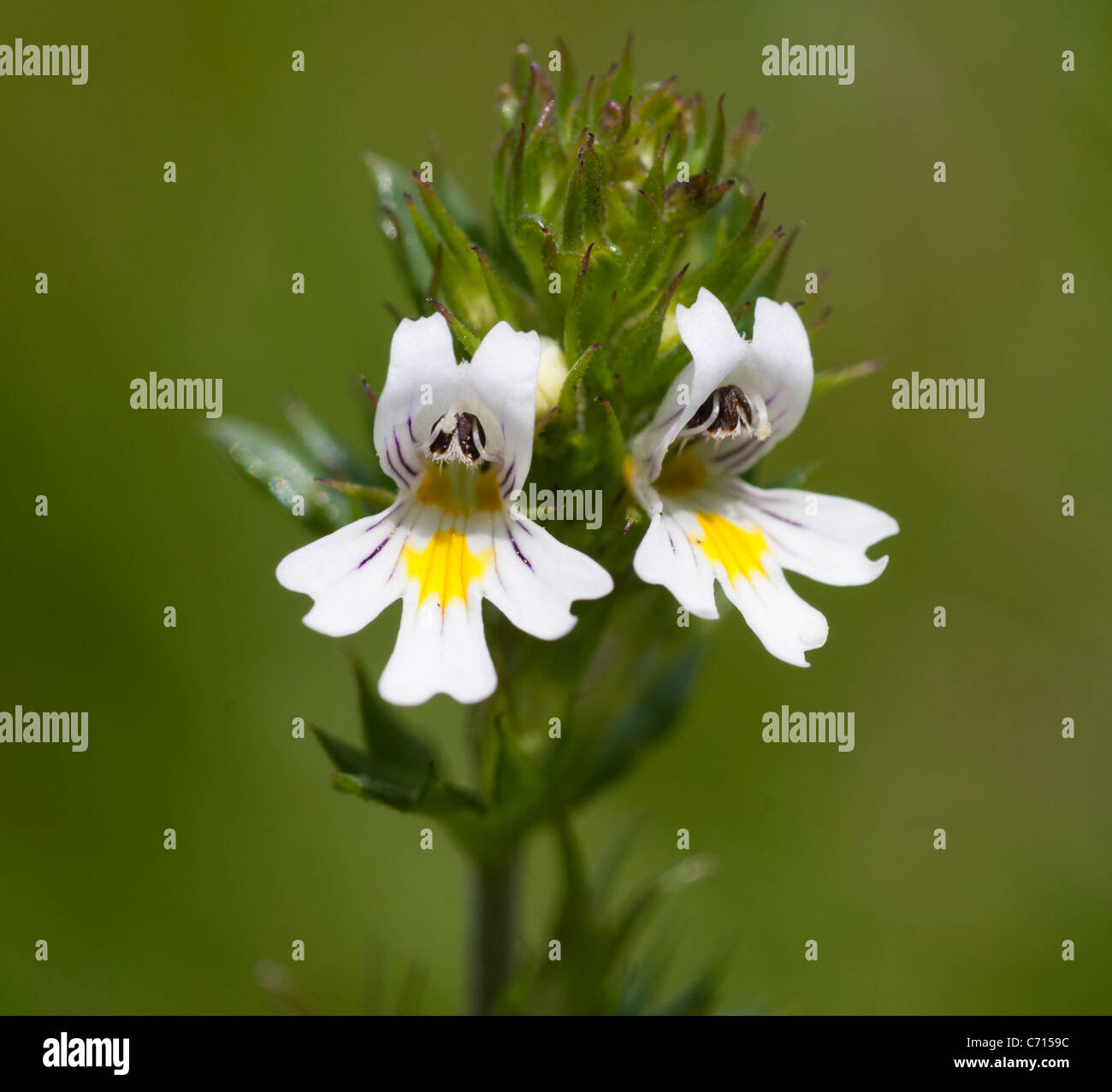 Eyebright (euphrasia officinalis Stock Photo - Alamy