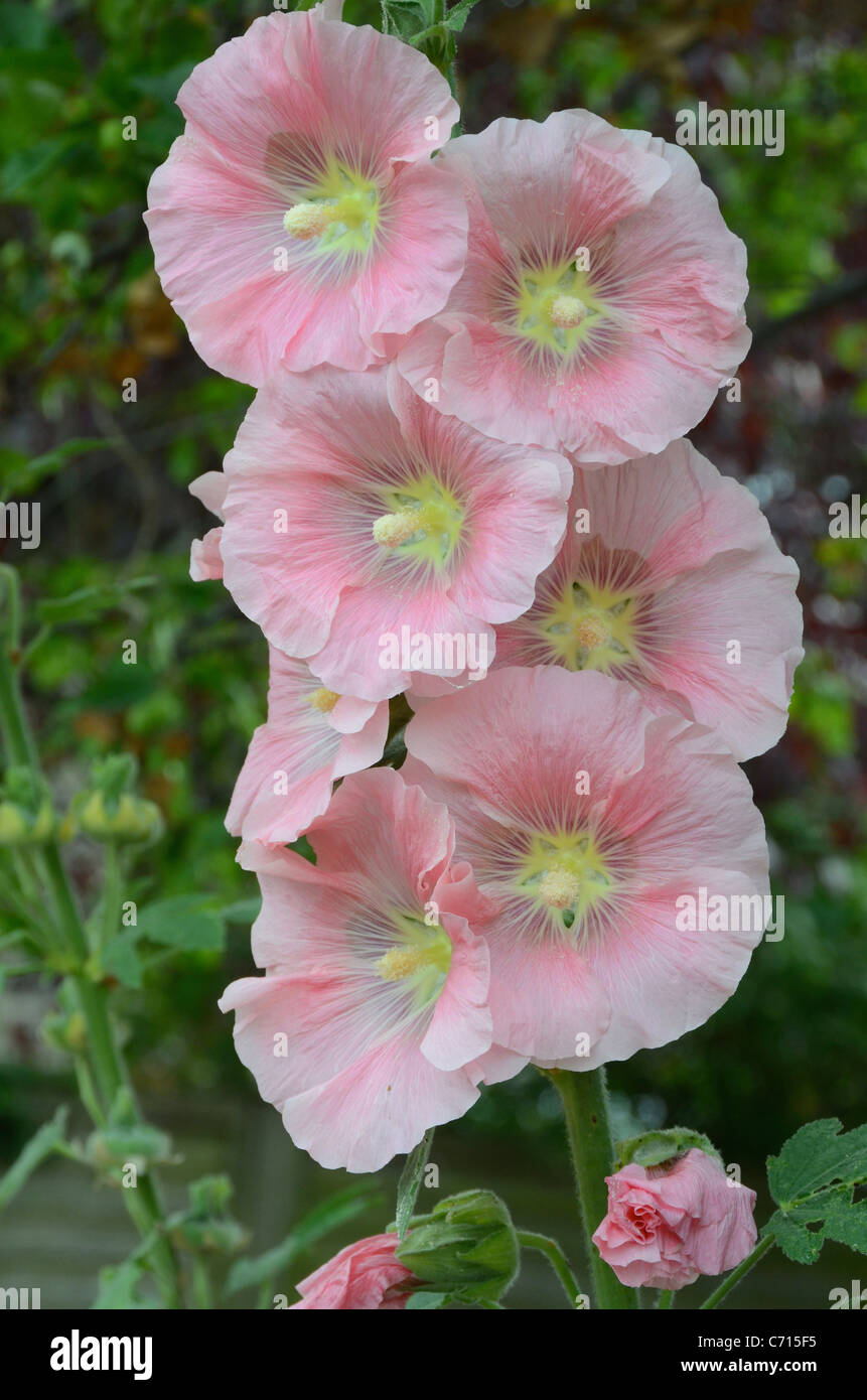 Pale pink hollyhock growing by roadside, Oxfordshire, UK Stock Photo ...