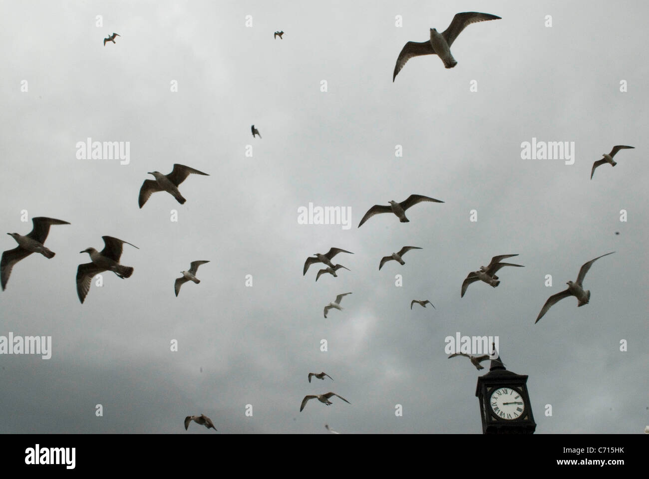 Flying seagulls near Brighton Pier, Brighton, UK Stock Photo - Alamy