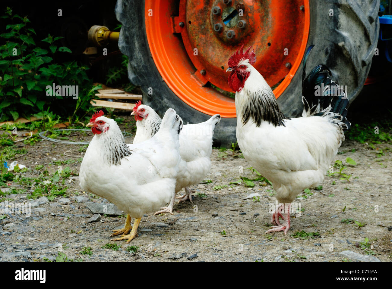 Welsh rare bird hi-res stock photography and images - Alamy