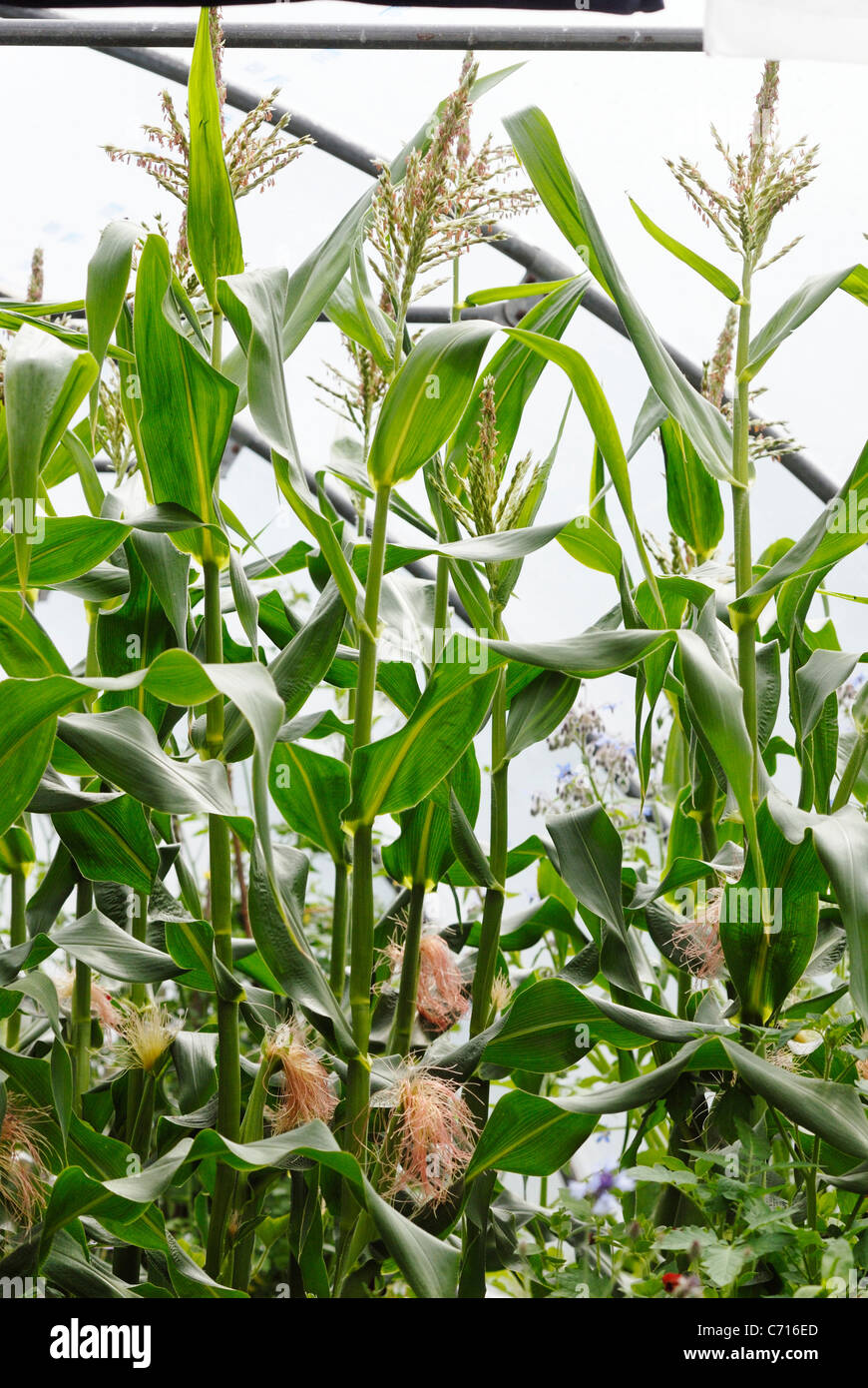 British sweetcorn hi-res stock photography and images - Alamy