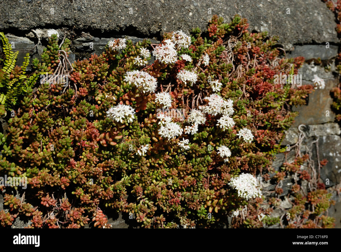 Sedum album, White Stonecrop growing in a garden wall, Wales, UK Stock ...