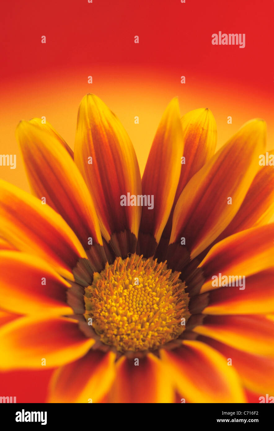 Gazania, Treasure flower, Orange and yellow subject Stock Photo - Alamy