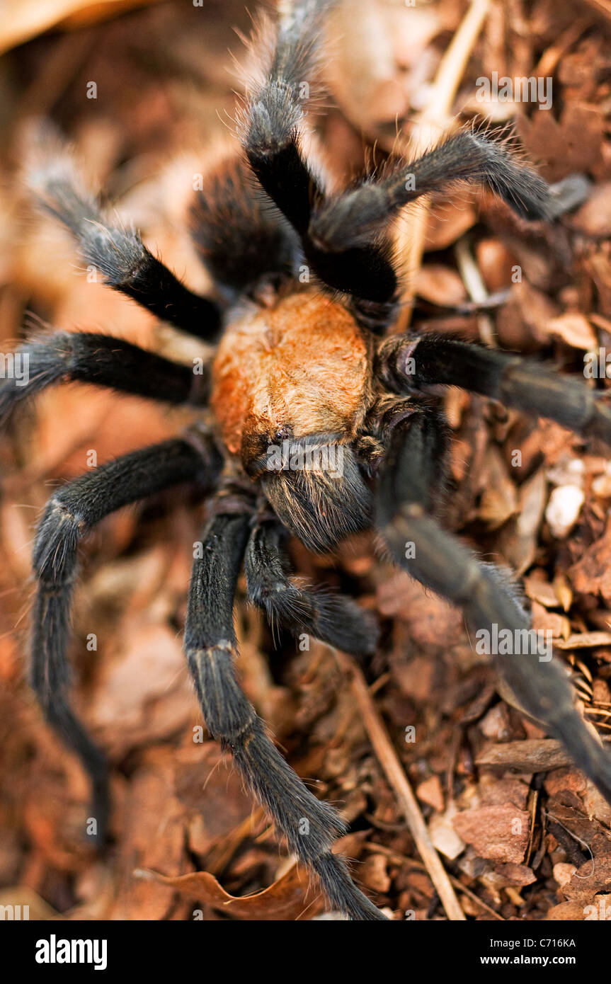Close up tarantula spider hi-res stock photography and images - Alamy