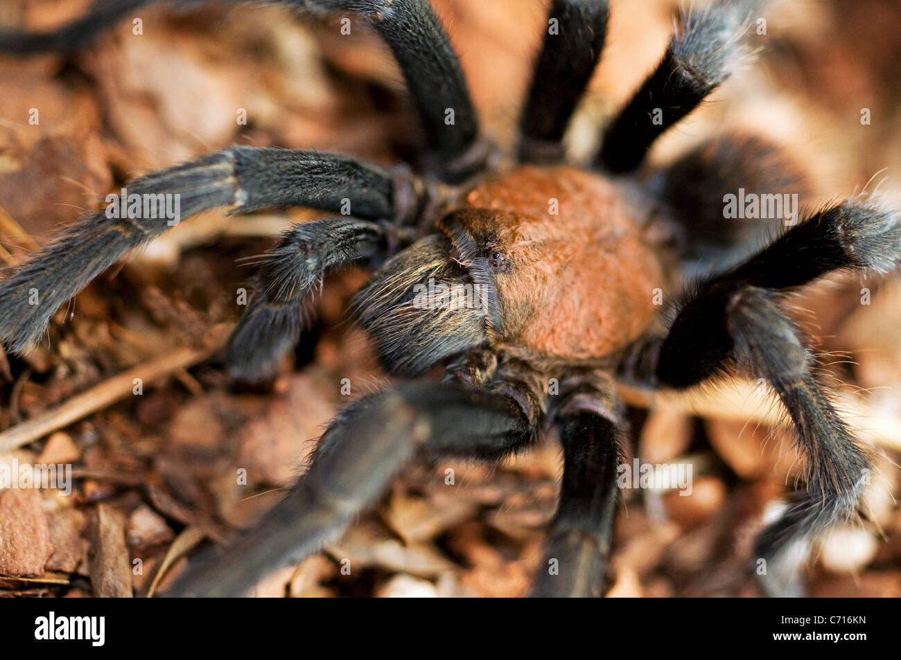 Tarantula spider hi-res stock photography and images - Alamy